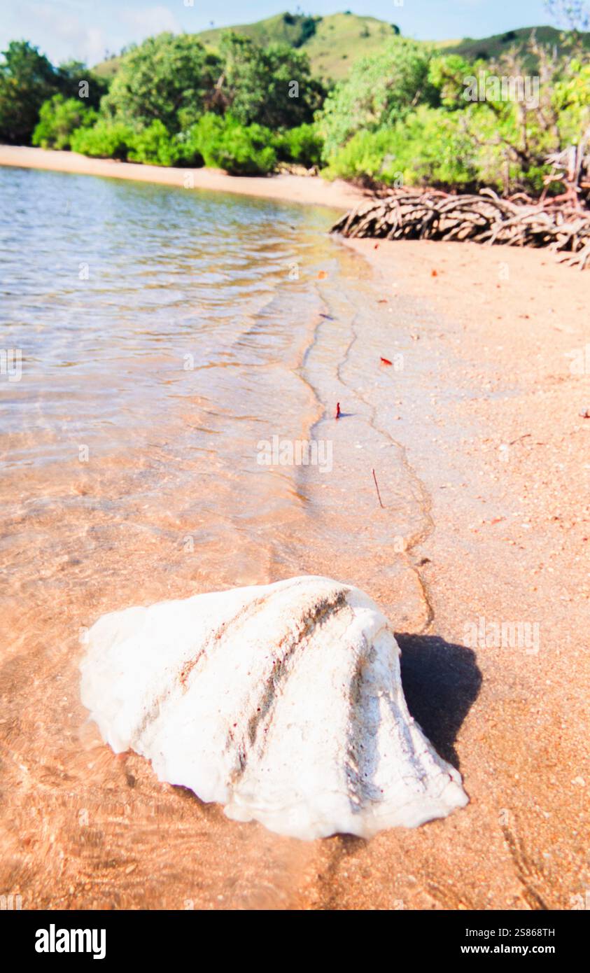 Shell on sandy beach Stock Photo - Alamy