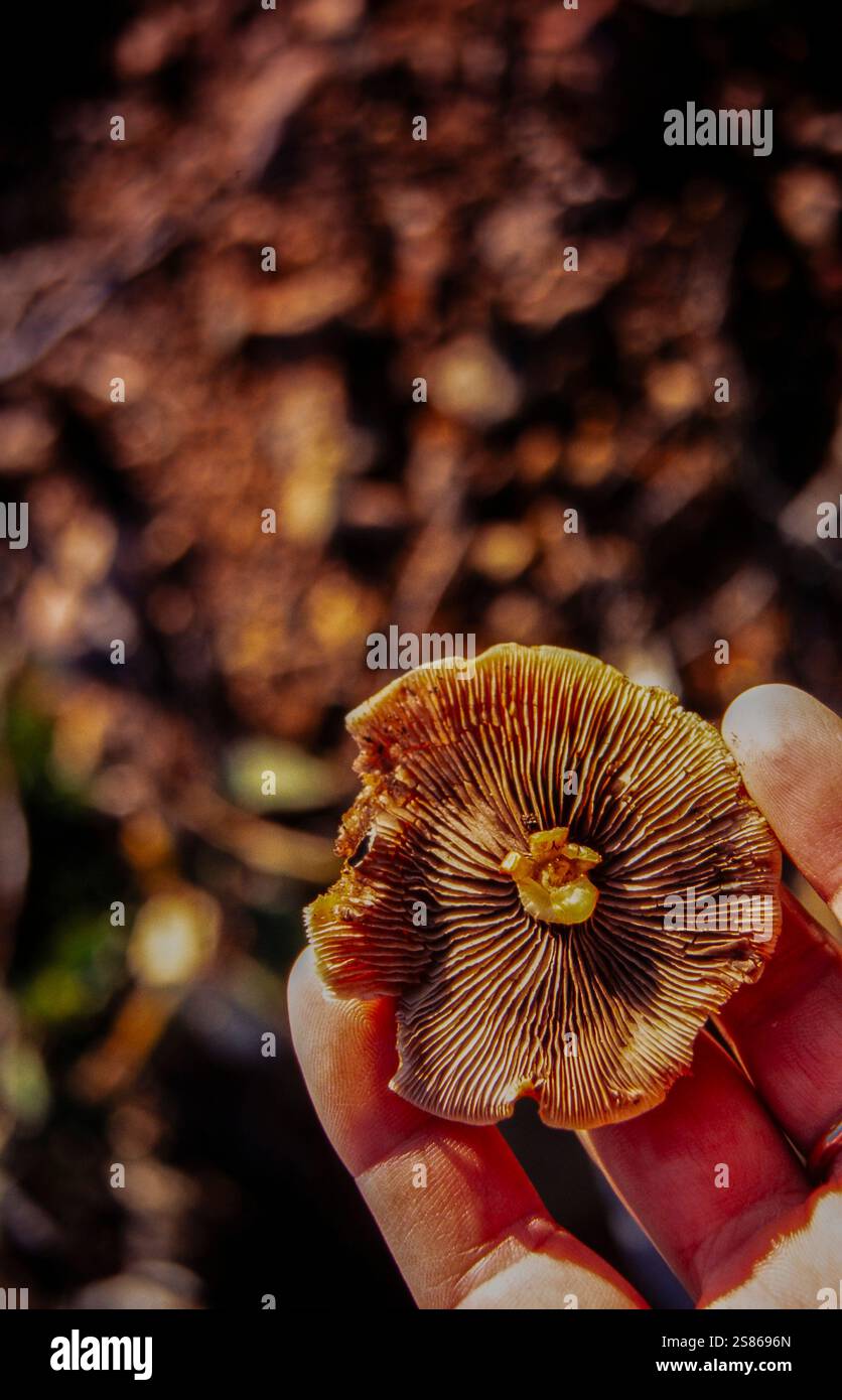 Gills hi-res stock photography and images - Alamy