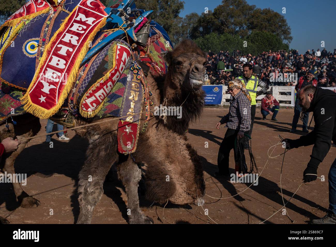 A man pulling the ropes to wrestle camels. Camel wrestling, a legacy of ...