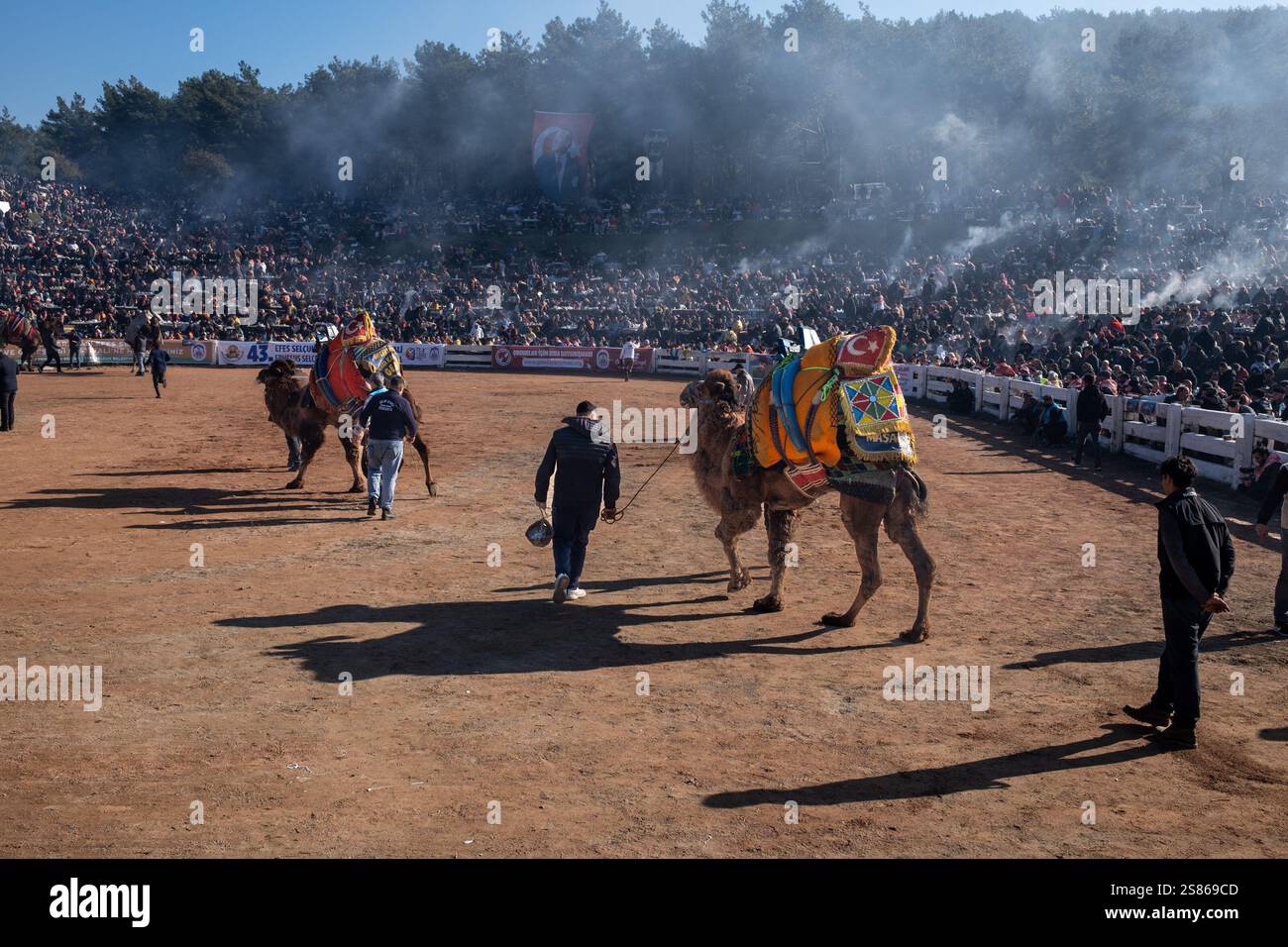 Camels move around the field waiting for their opponent. Camel ...