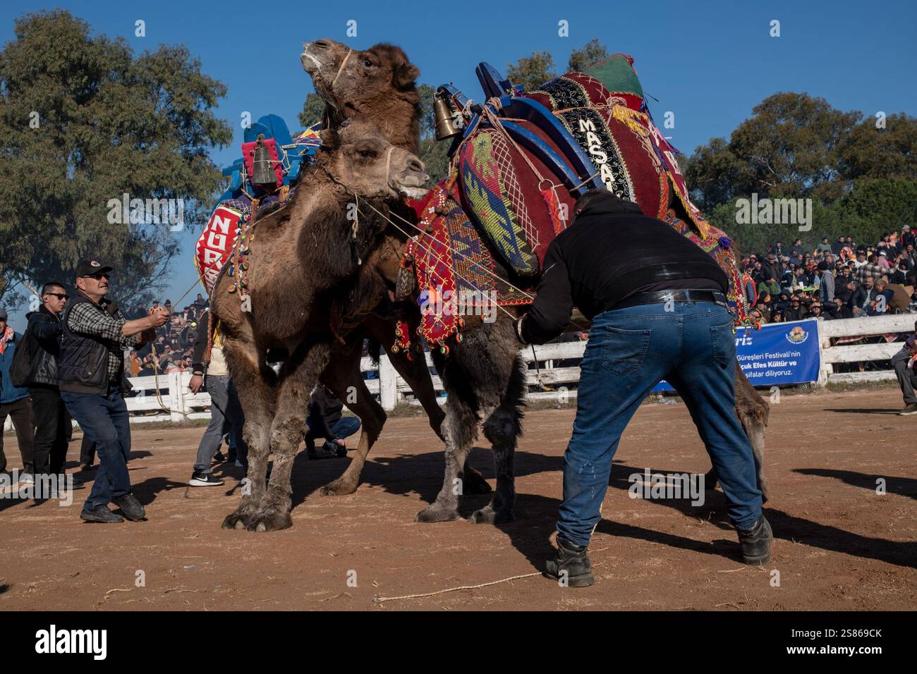 Camel owners trying to separate the camels at the end of the wrestling ...