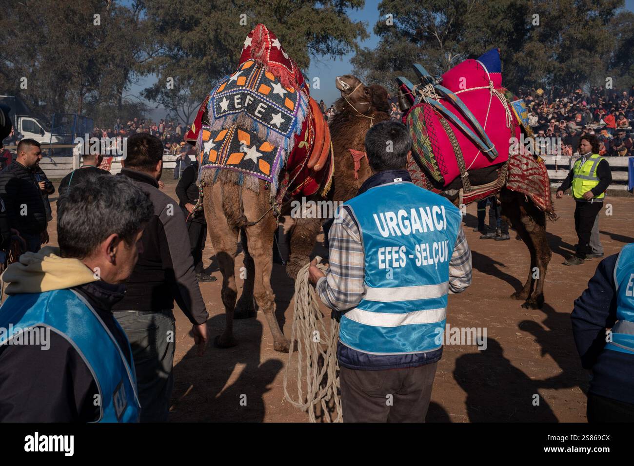 Officials following the camels as they wrestle. Camel wrestling, a ...
