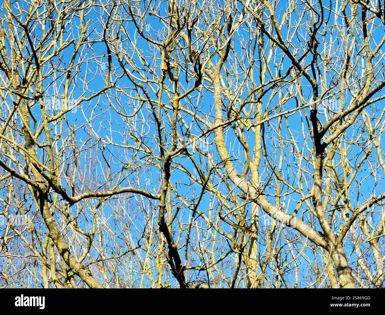 Captured inspiring tree crowns from ground perspective in the forest ...