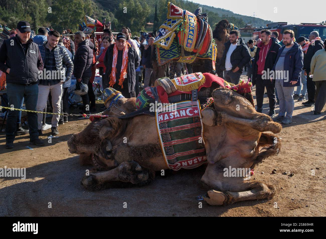 A camel is seen lying on the ground. Camel wrestling, a legacy of ...