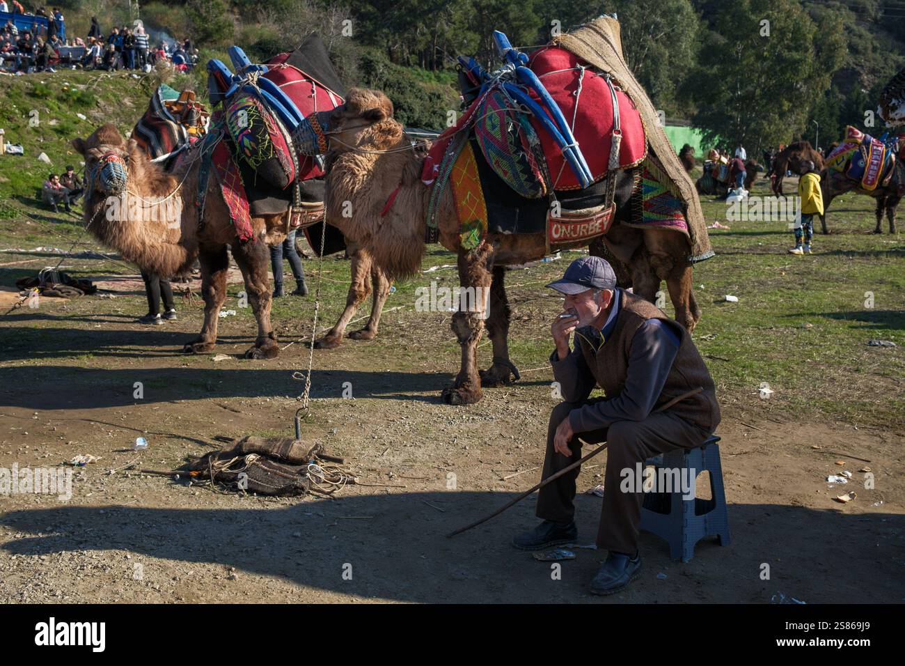 A camel owner smokes a cigarette and waits for his turn to wrestle ...