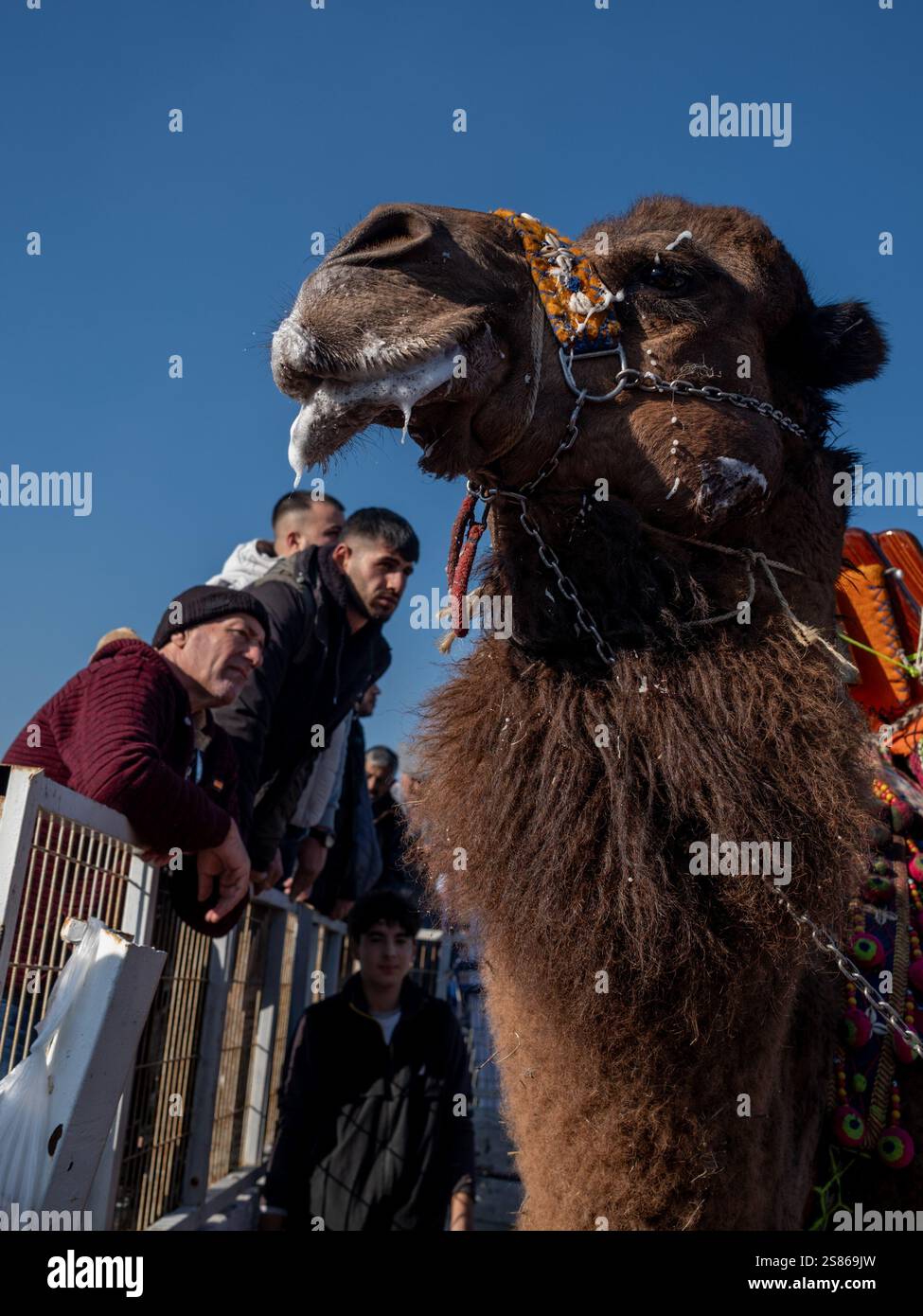 People standing next to a camel. Camel wrestling, a legacy of nomadic ...