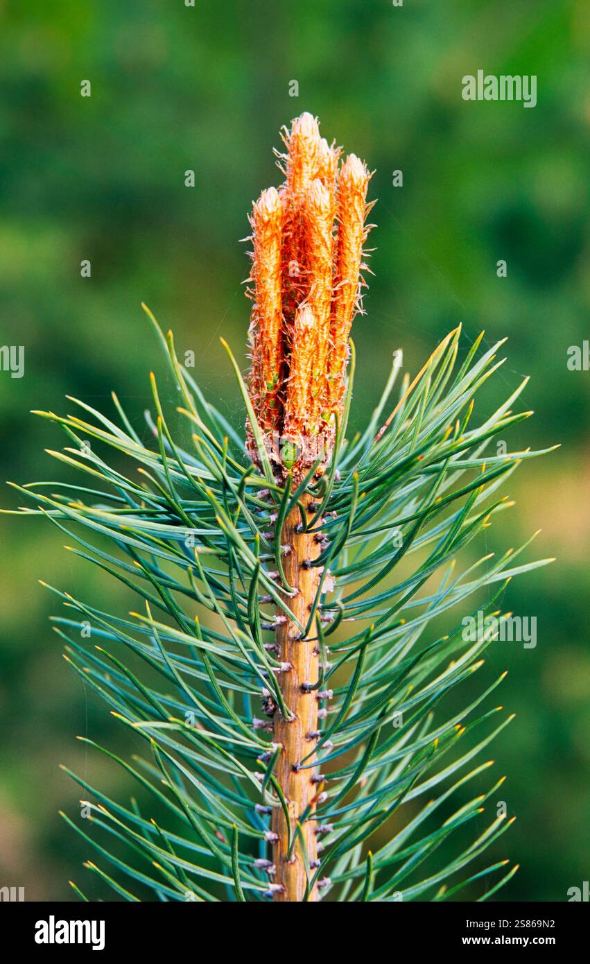 Tallplanta hi-res stock photography and images - Alamy