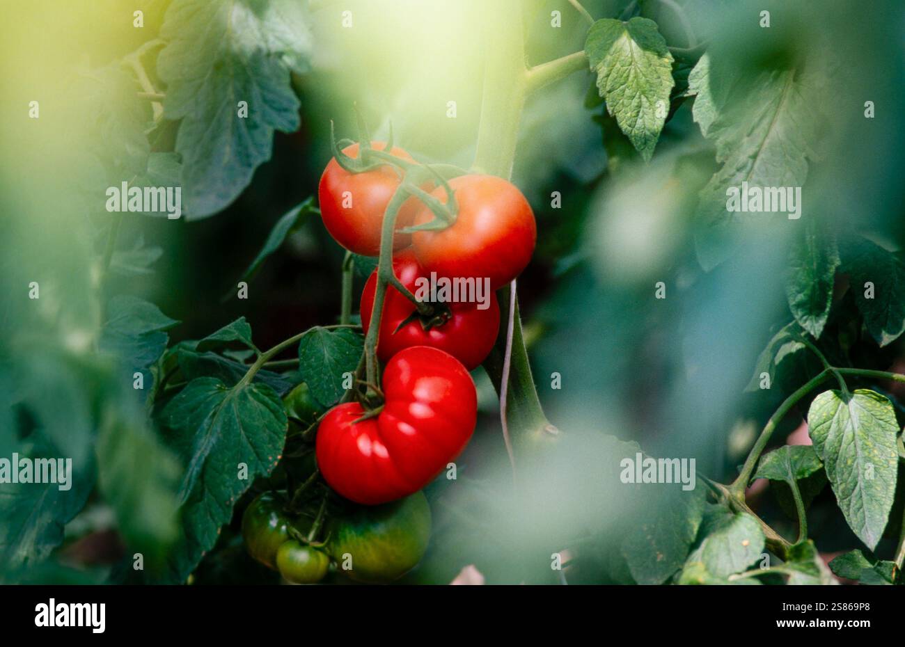 Maturing plants hi-res stock photography and images - Alamy