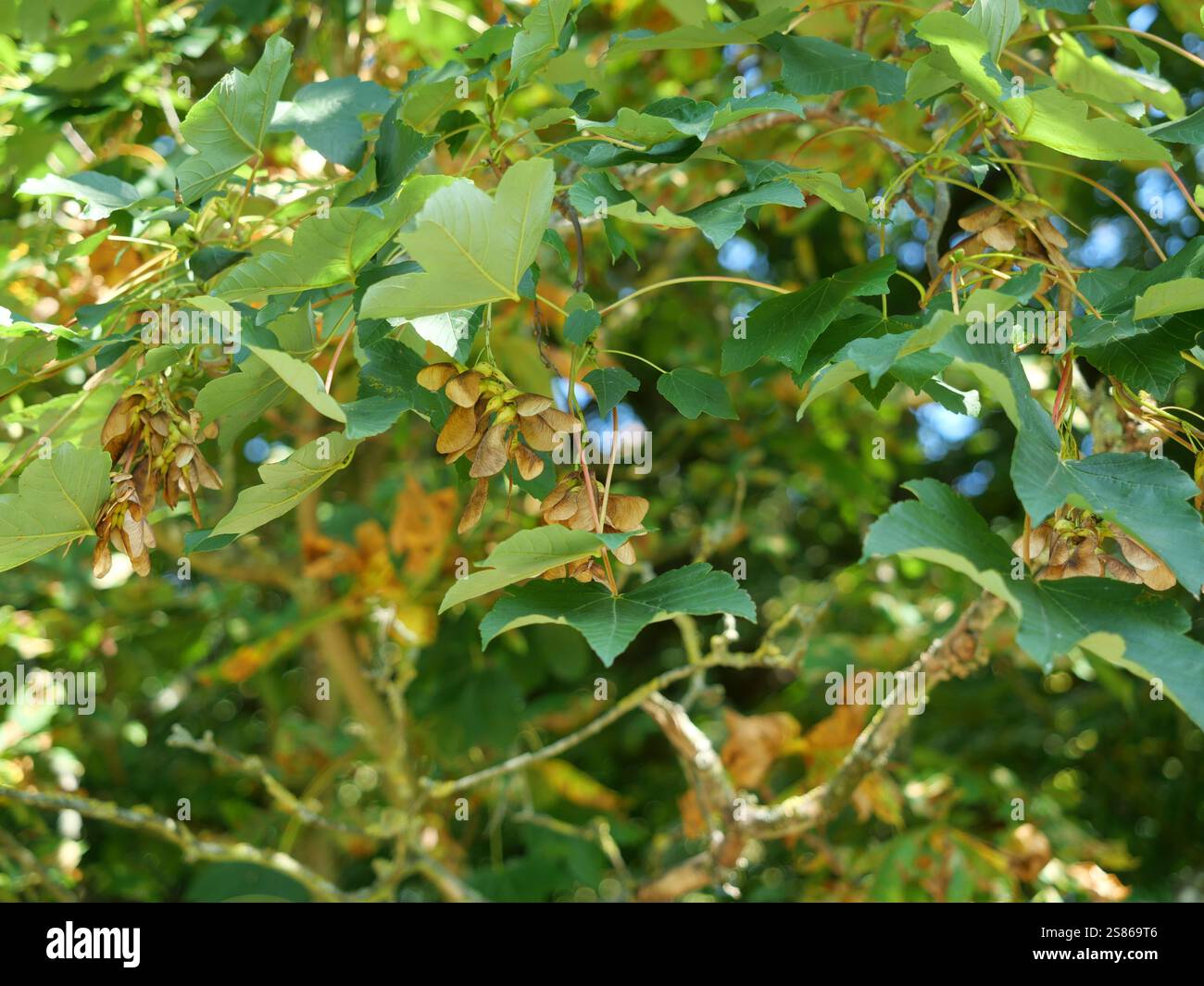 Maple field maple with winged nuts. A branch of a field maple adorned ...