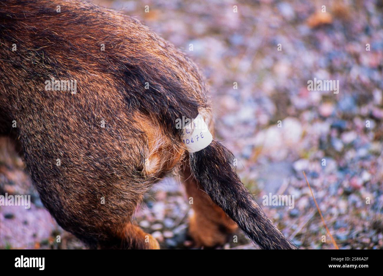 Tail identification hi-res stock photography and images - Alamy