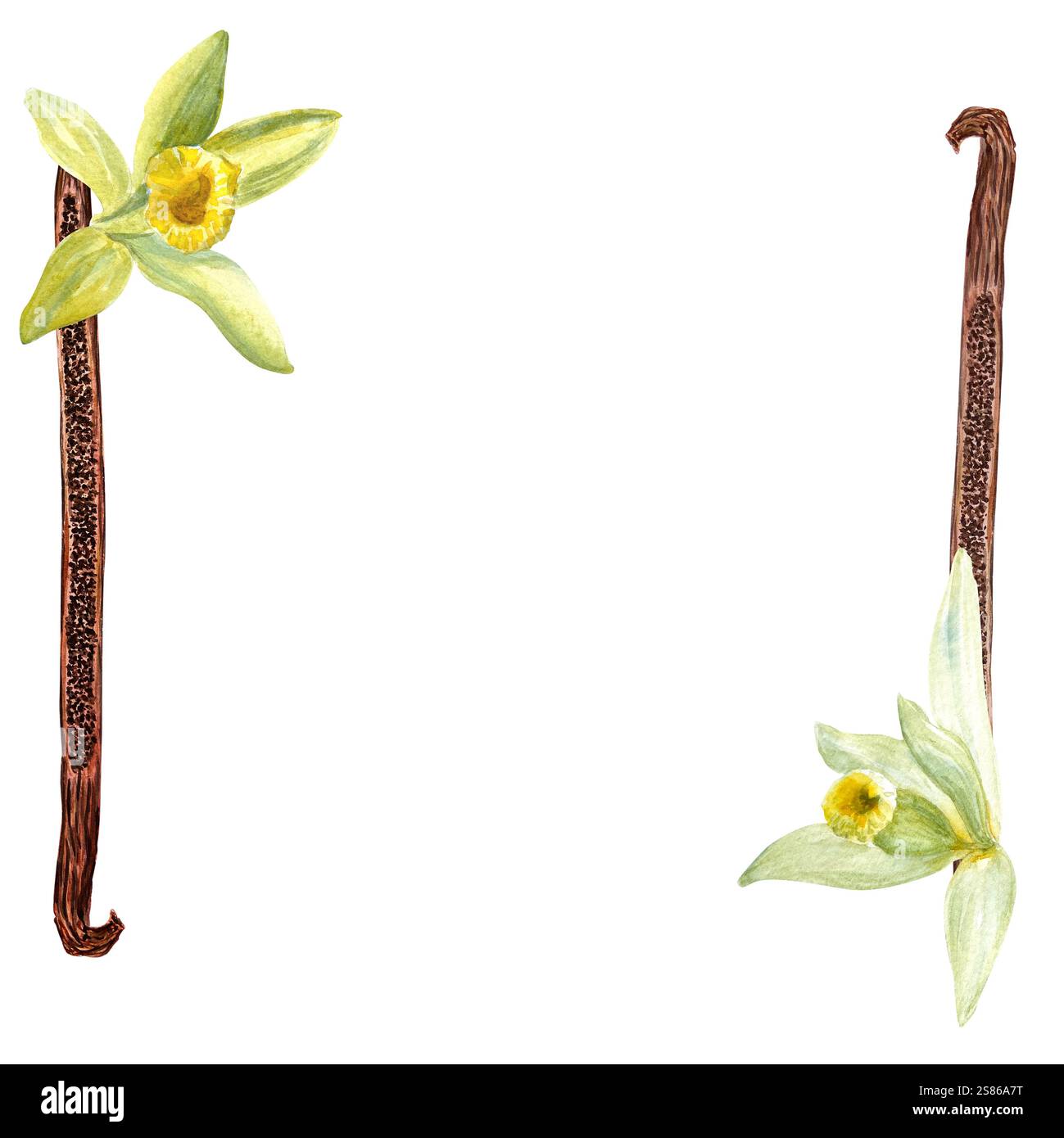 Vanilla bean with flowers watercolor frame isolated on white background ...