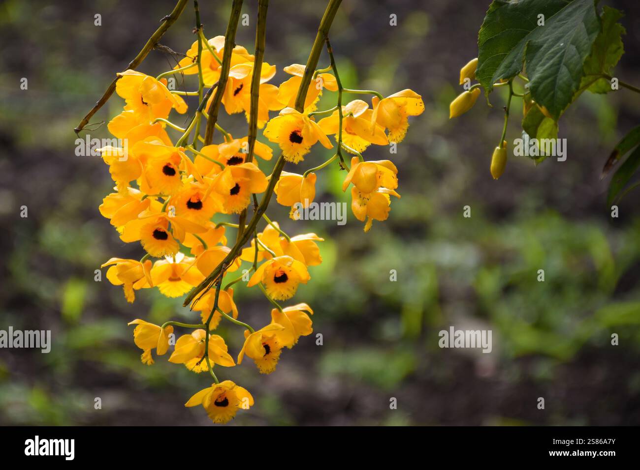 Yellow Dendrobium Fimbriatum orchid Stock Photo - Alamy
