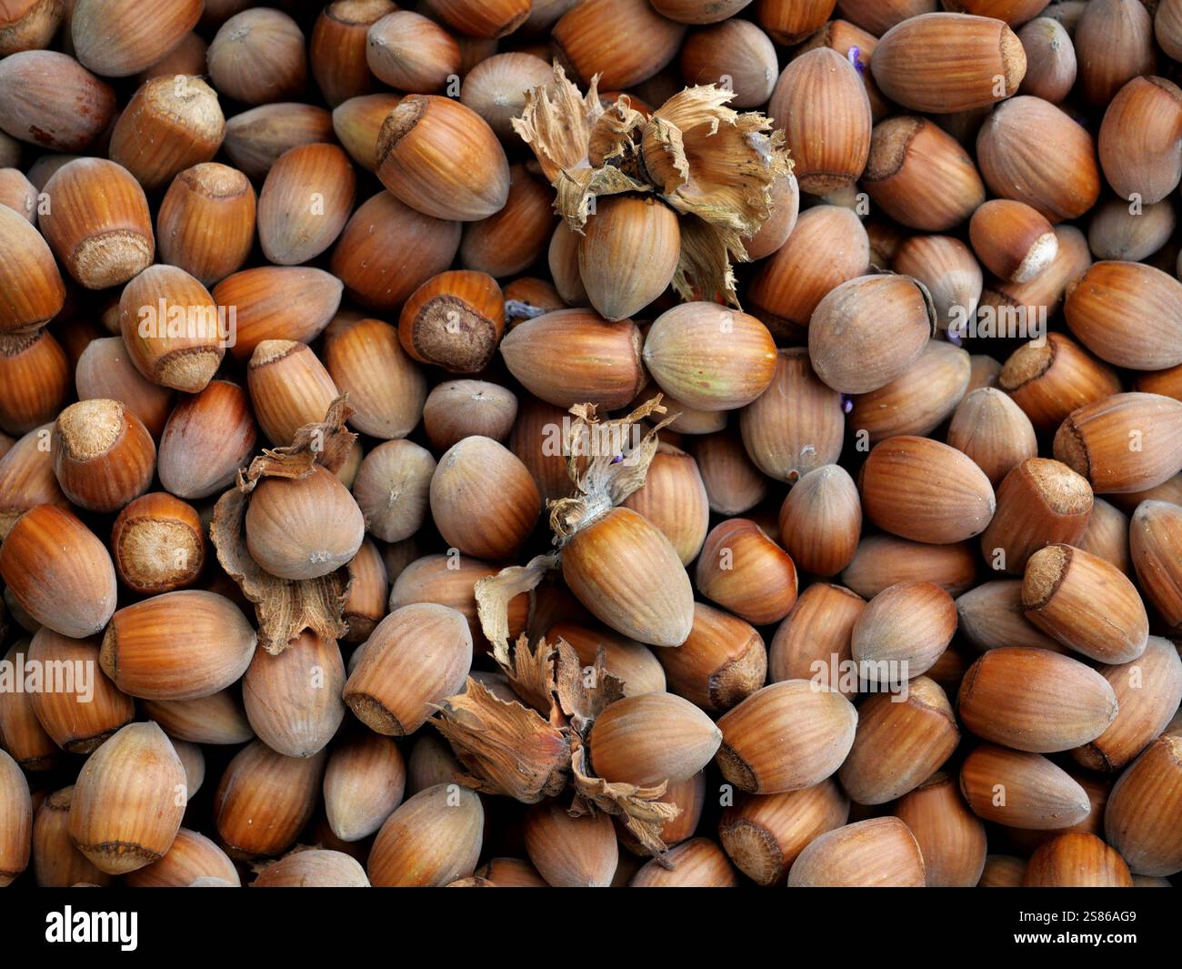 hazelnut - Ripe hazelnuts, perfect texture for fall designs and ...