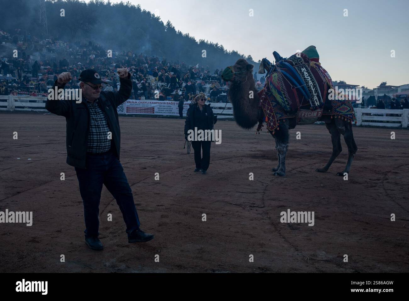 A camel owner plays zeybek next to his camel. Camel wrestling, a legacy ...