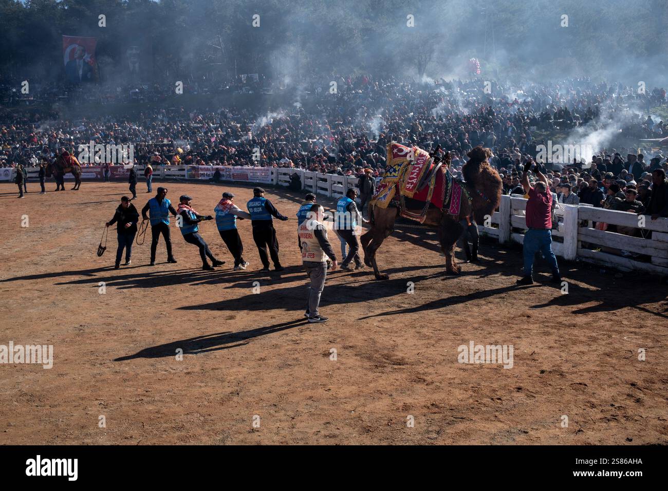 Officials holding a camel's rope to prevent it from escaping. Camel ...