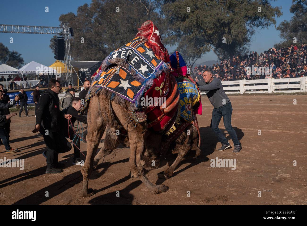 Camels wrestling in the arena. Camel wrestling, a legacy of nomadic ...