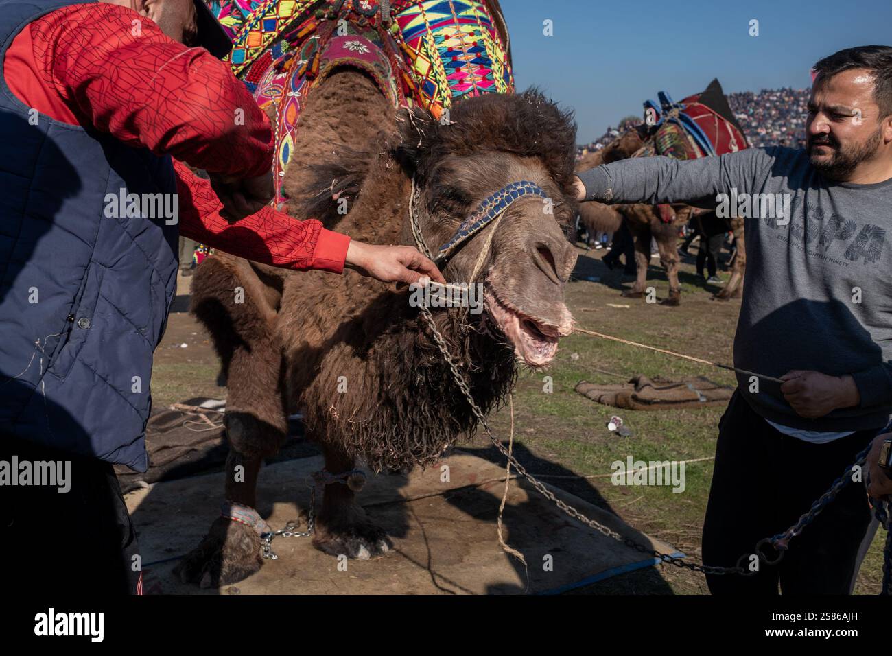 A camel that was wounded in the mouth during the wrestling is tried to ...