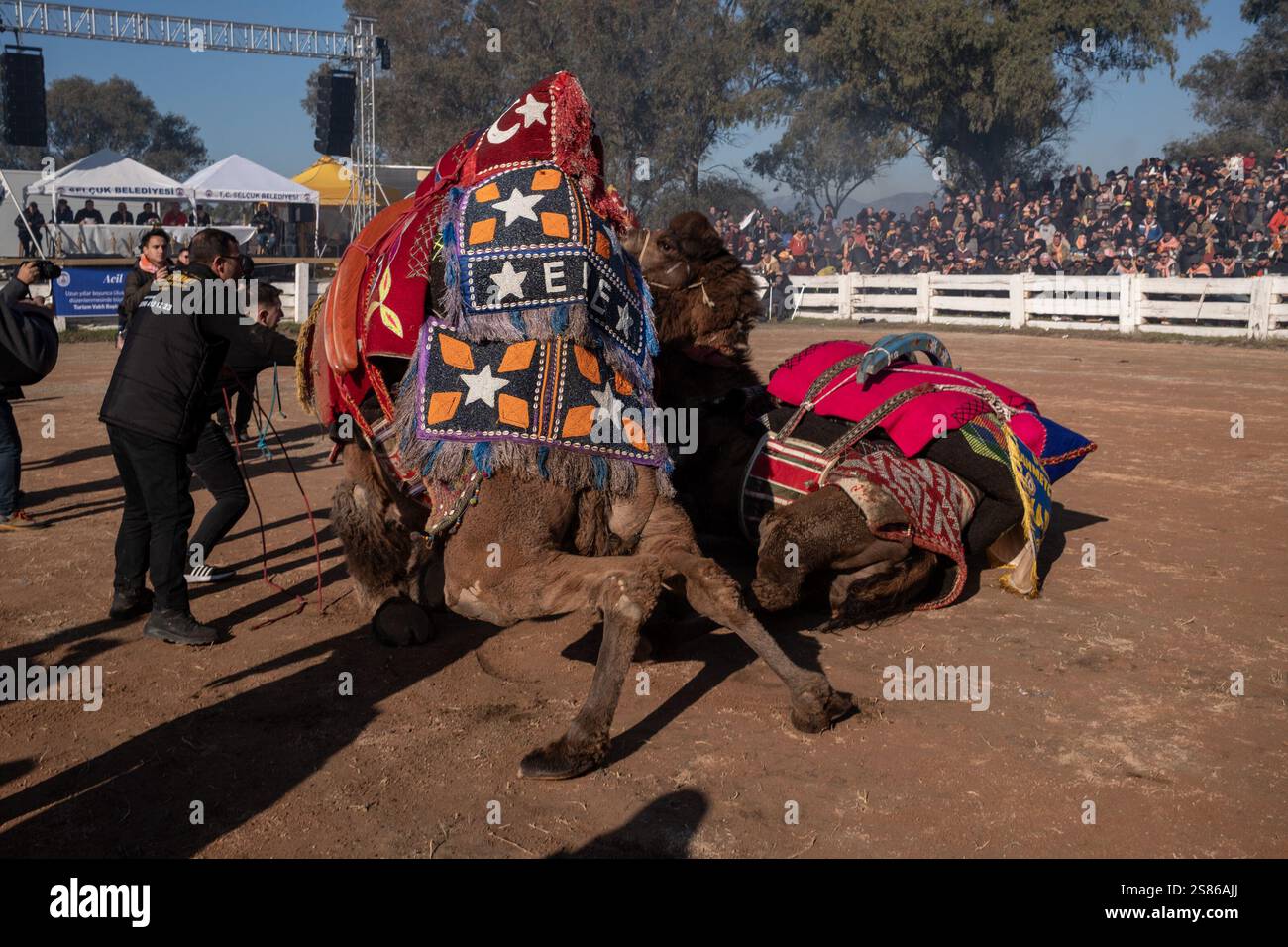 Camels wrestling in the arena. Camel wrestling, a legacy of nomadic ...