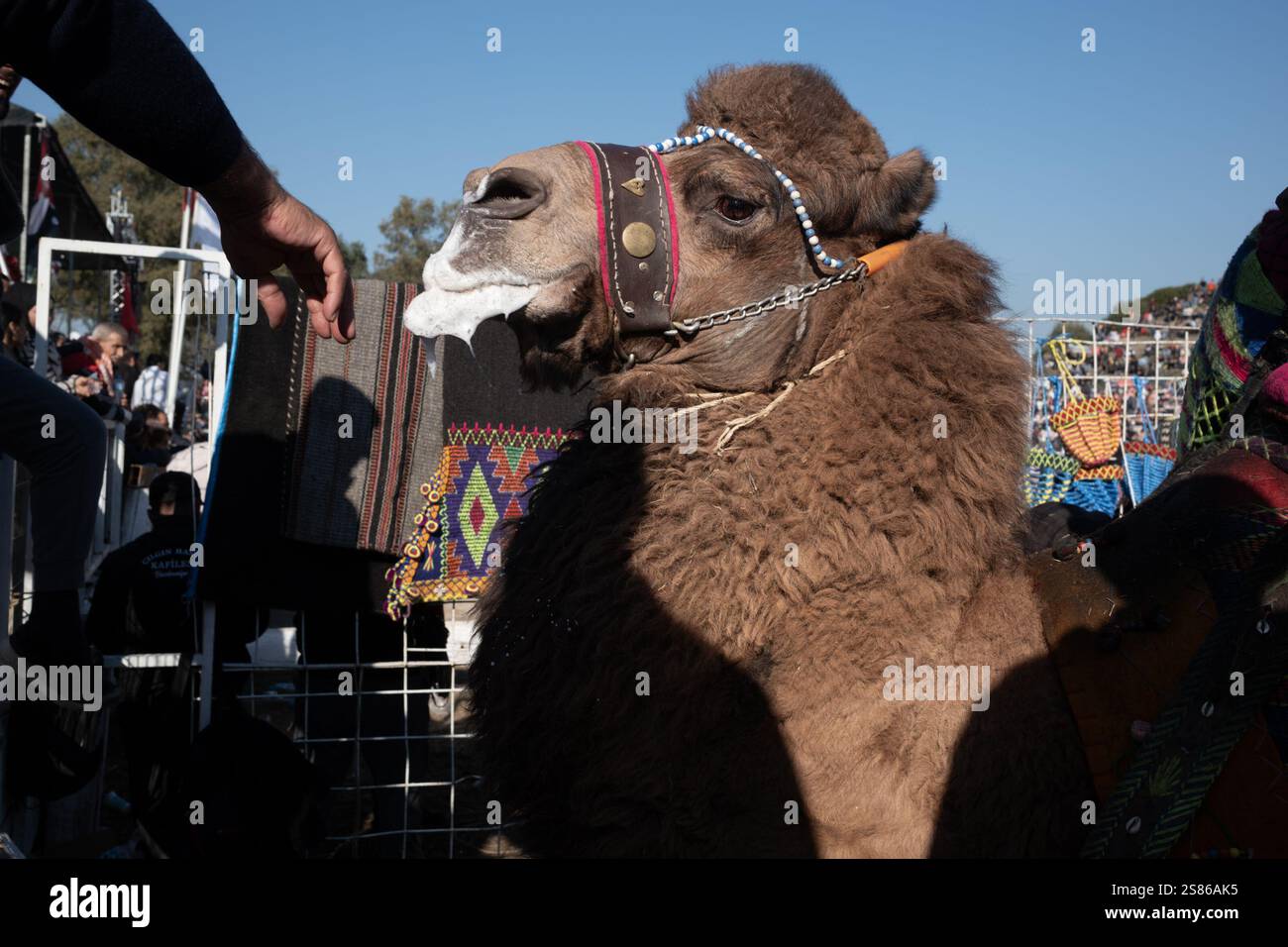 A camel waits before entering the wrestling arena. Camel wrestling, a ...