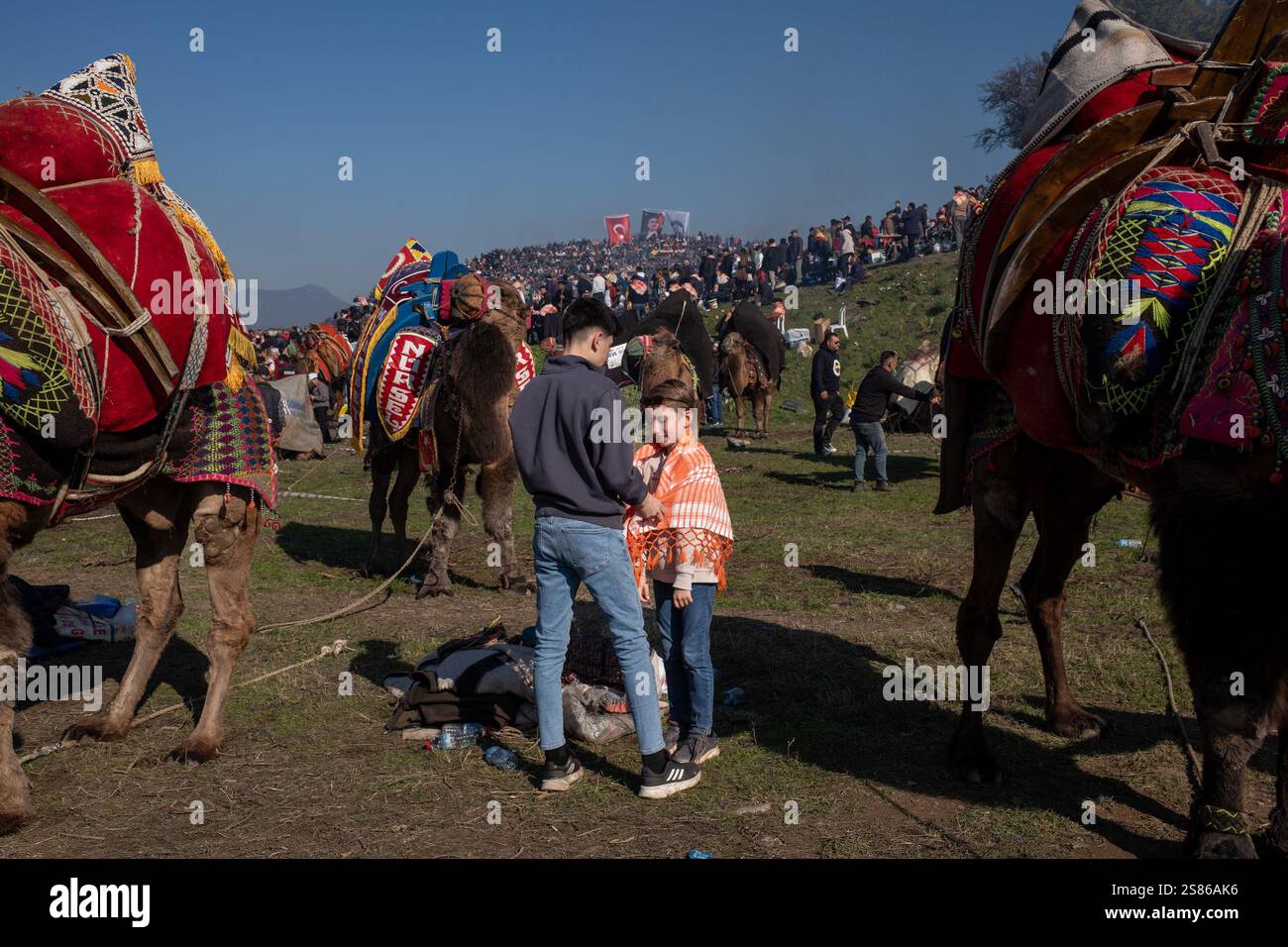 A boy tying a nomad shawl for his brother among the camels. Camel ...