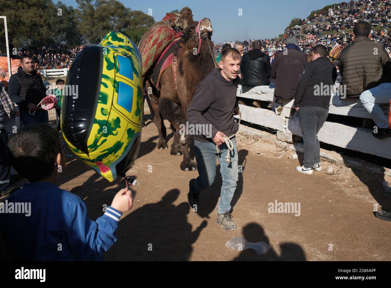 A camel leaves the area after completing the wrestling. Camel wrestling ...