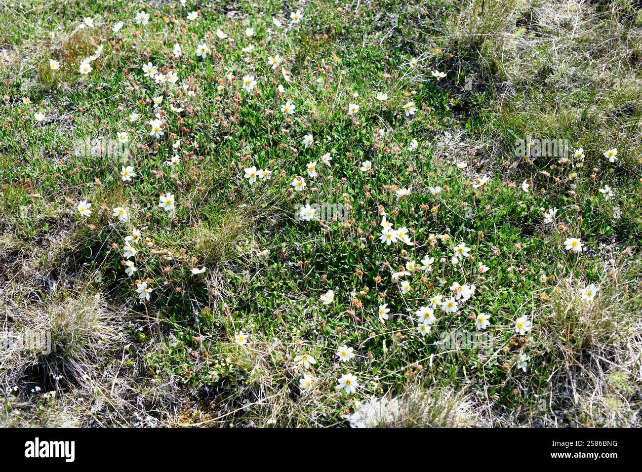 Mountain avens or white dryas (Dryas octopetala) is a prostrate shrub ...