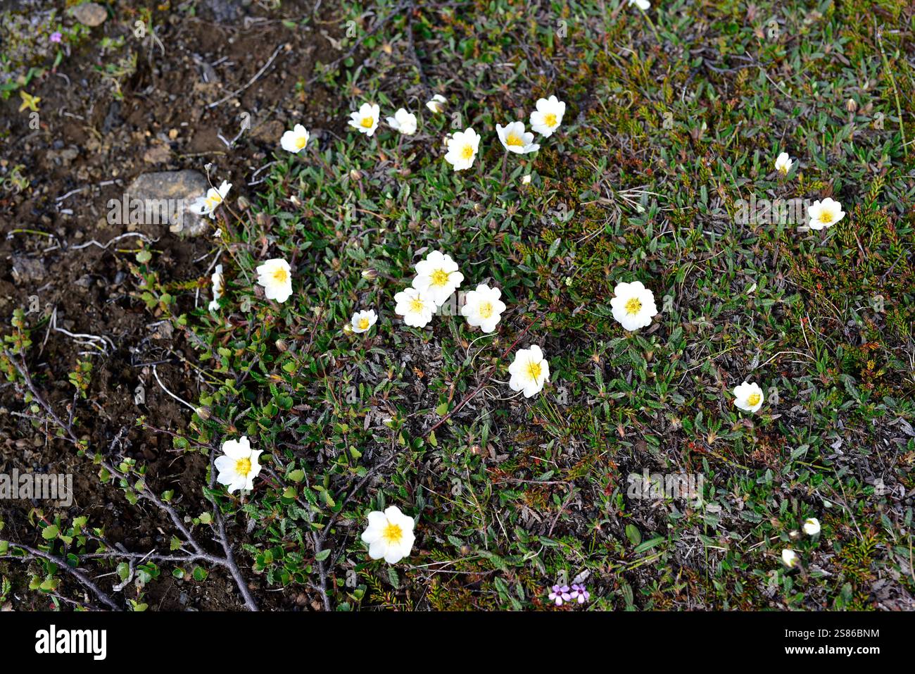 Mountain avens or white dryas (Dryas octopetala) is a prostrate shrub ...