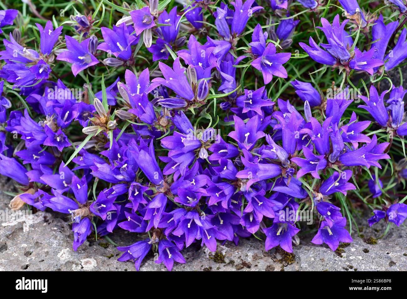 Grassy bells (Edraianthus graminifolius) is a subshrub native to ...