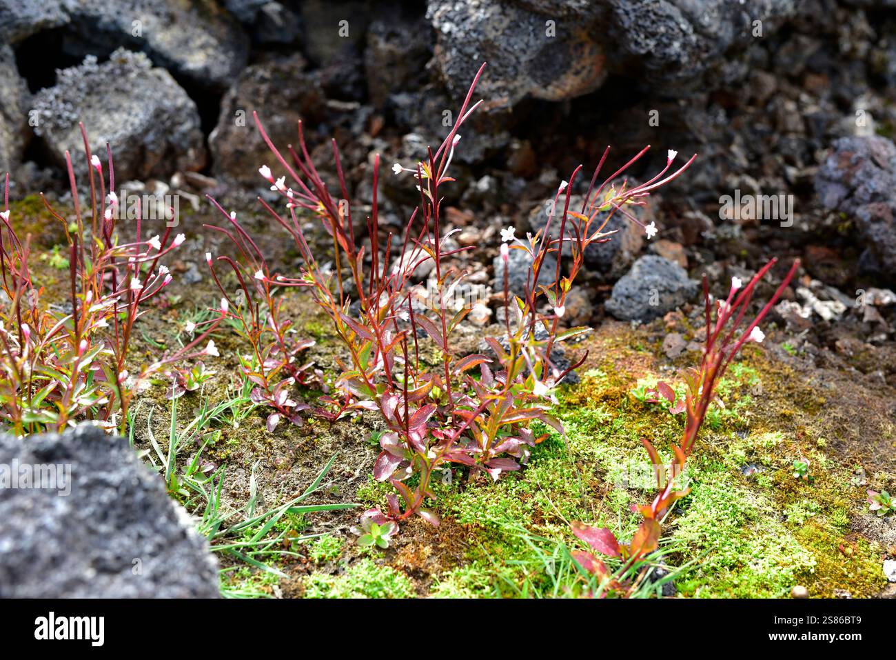 Marsh willowherb (Epilobium palustre) is aperennial herb native to ...