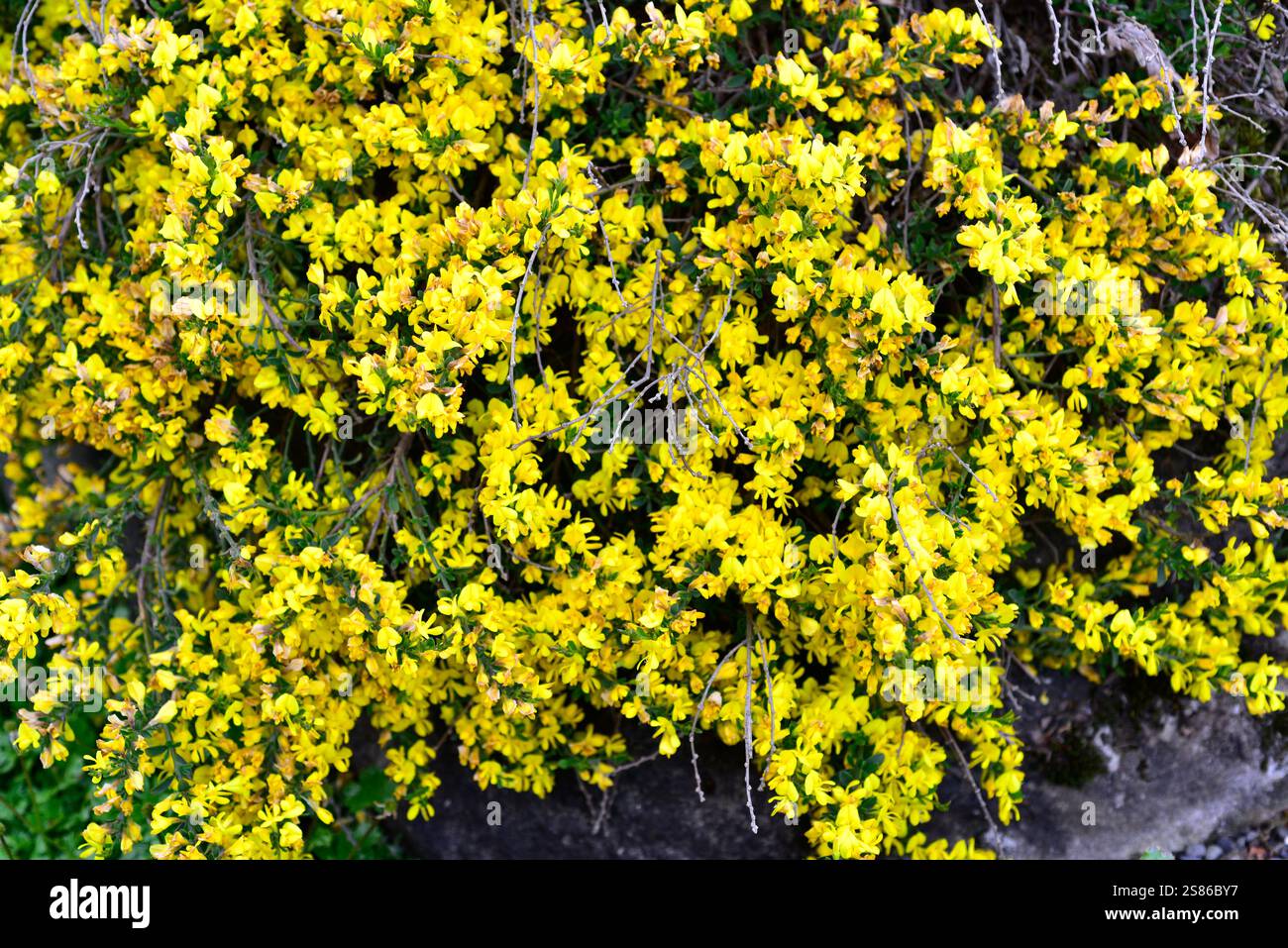 Creeping broom or hairy greenweed (Genista pilosa) is a deciduous or ...