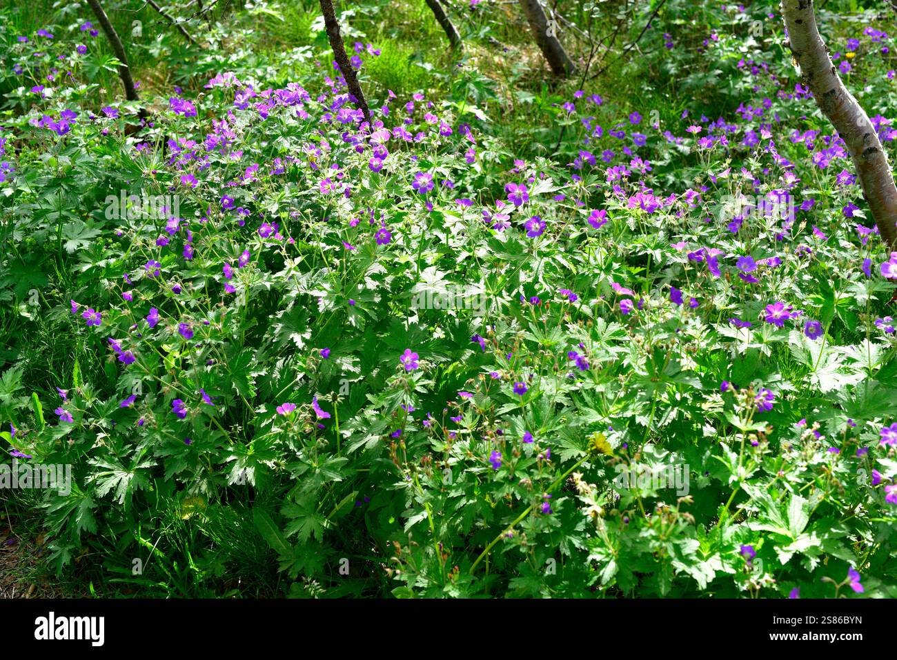 Wood cranesbill (Geranium sylvaticum) is a perennial plant native to ...