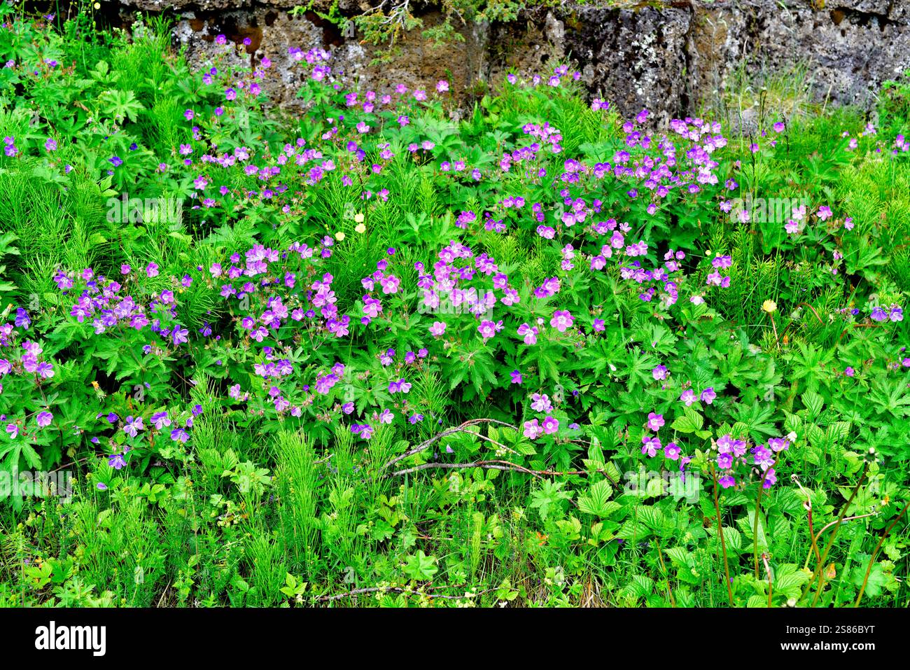 Wood cranesbill (Geranium sylvaticum) is a perennial plant native to ...