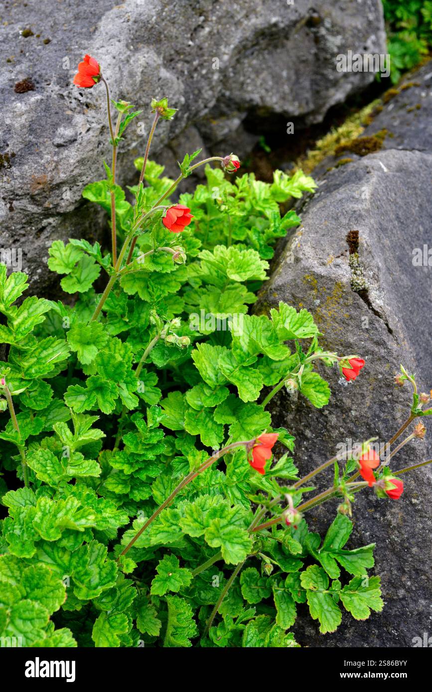 Geum elatum is a perennial herb native to subarctic areas of central ...