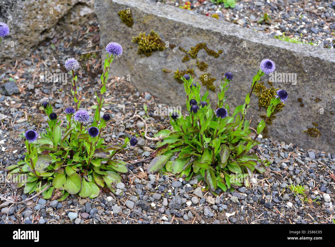 Common ball flower (Globularia bisnagarica) is a perennial plant native ...