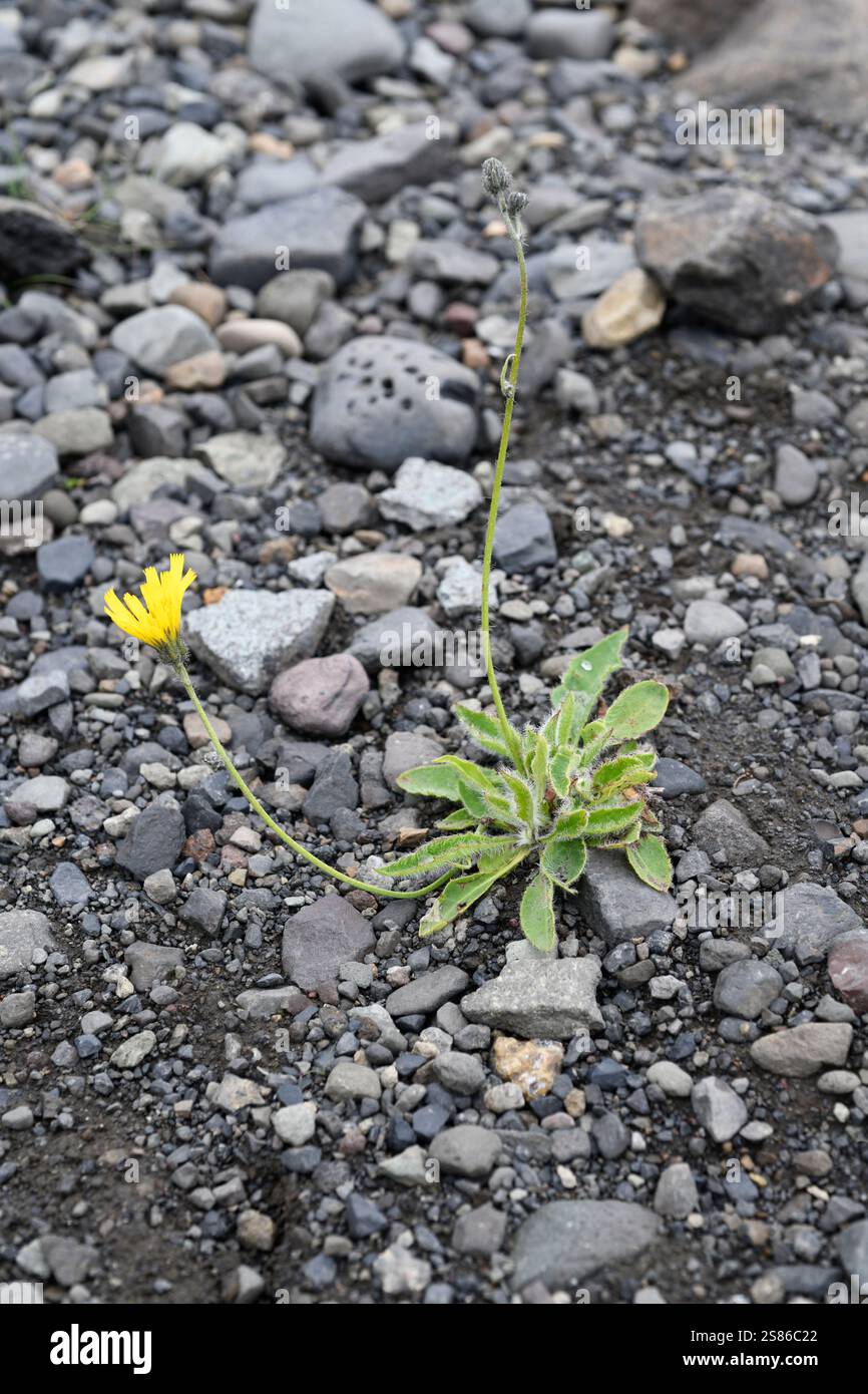 Hieracium thaectolepium hi-res stock photography and images - Alamy
