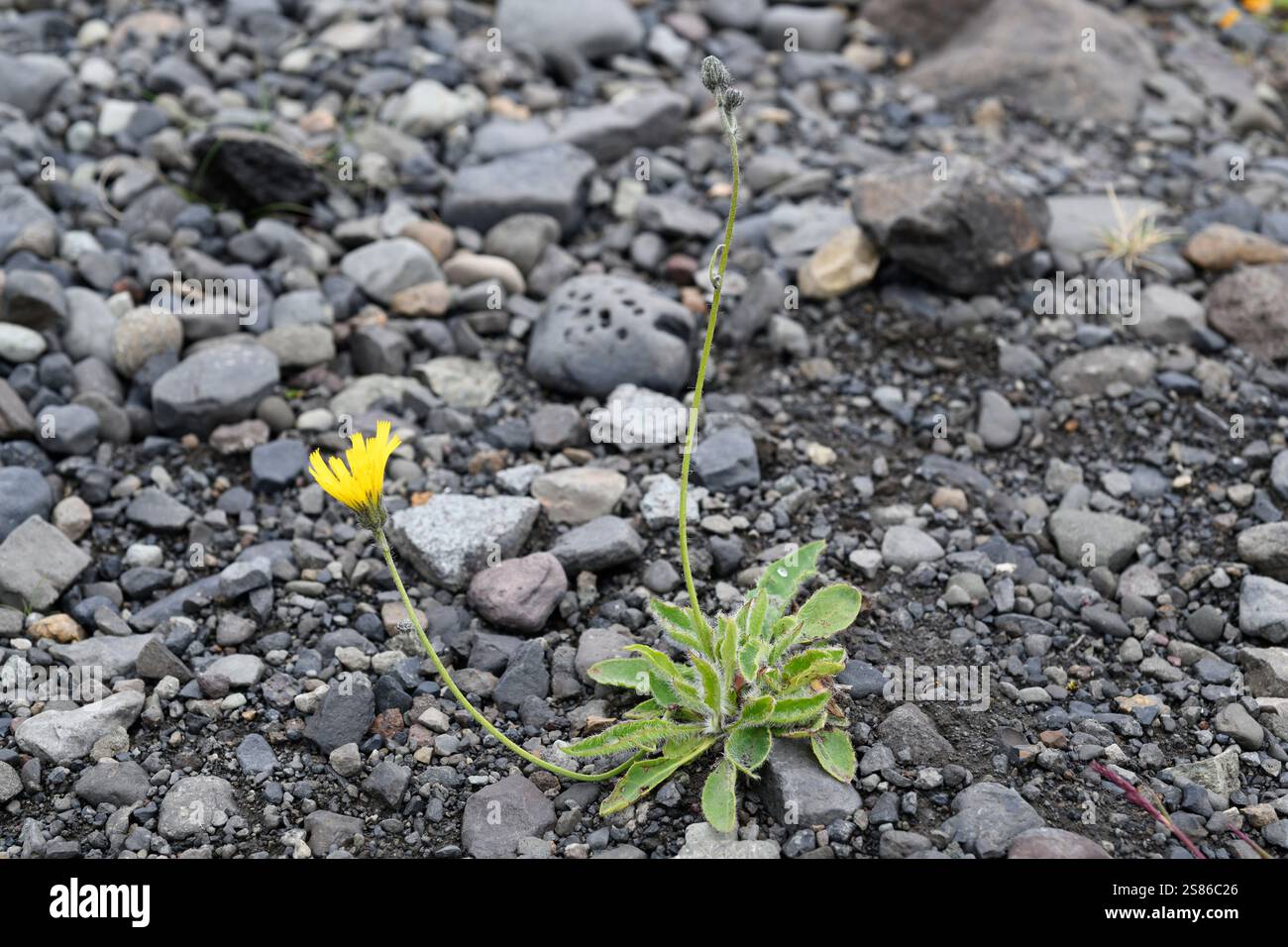 Hillside hawkweed (Hieracium thaectolepium) is a perennial herb native ...