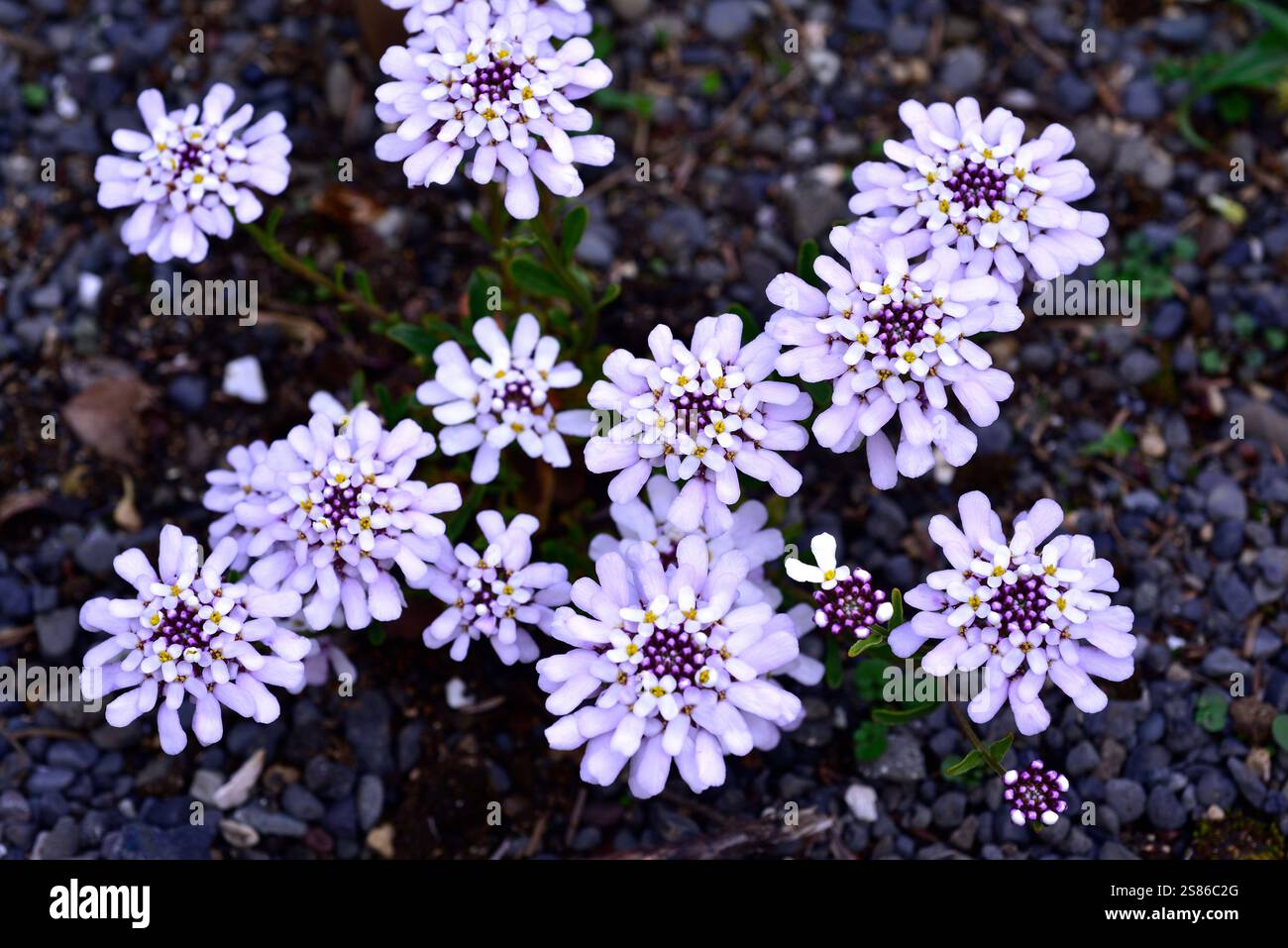 Iberis simplex is a perennial herb native to Caucasus Stock Photo - Alamy