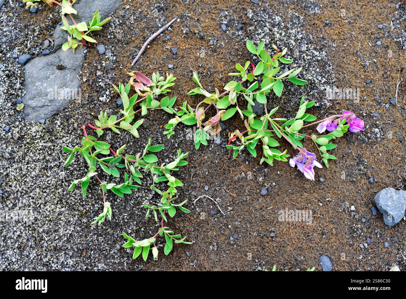 Beach pea (Lathyrus japonicus maritimus) is a perennial herb native to ...