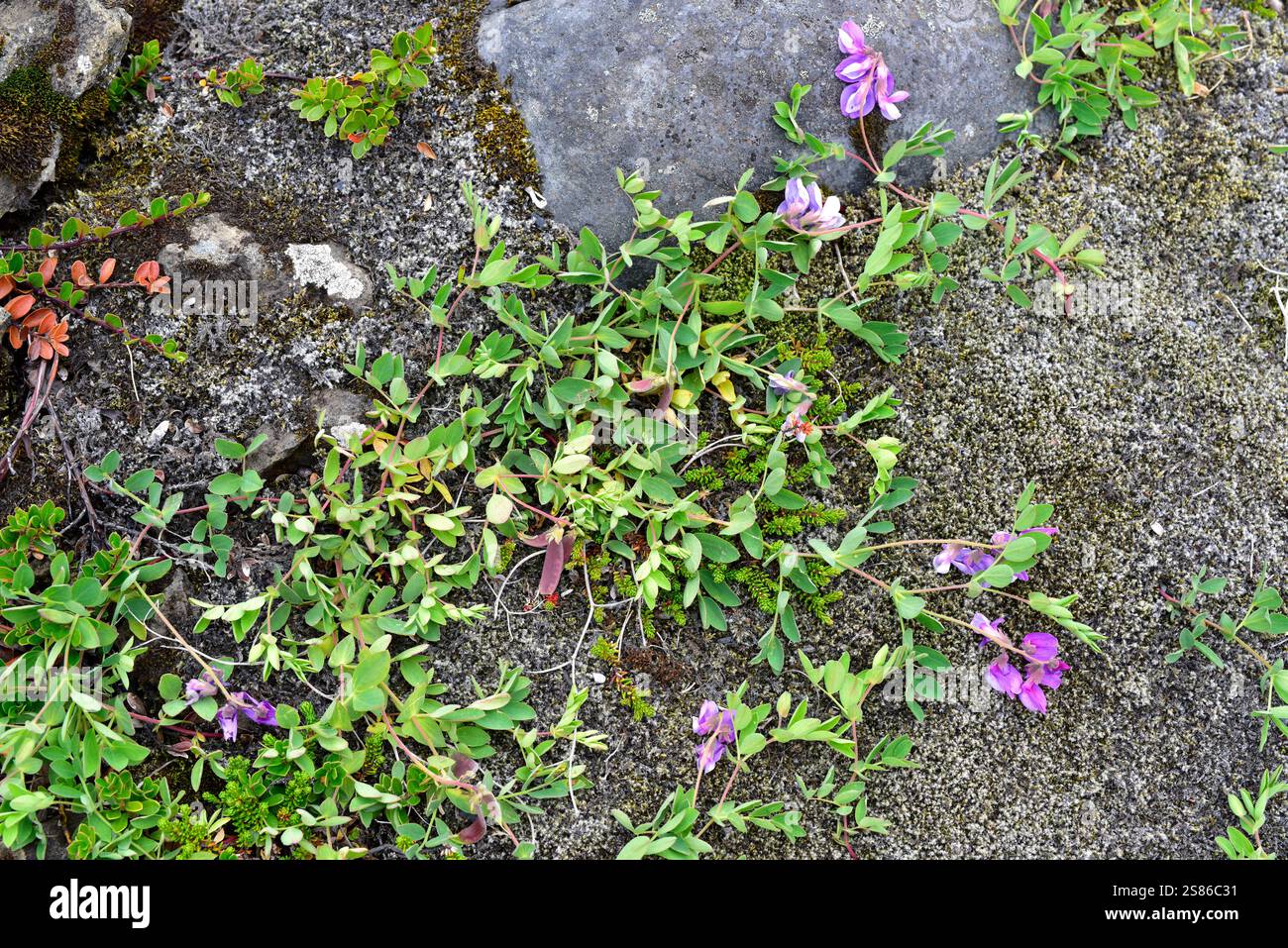 Beach pea (Lathyrus japonicus maritimus) is a perennial herb native to ...