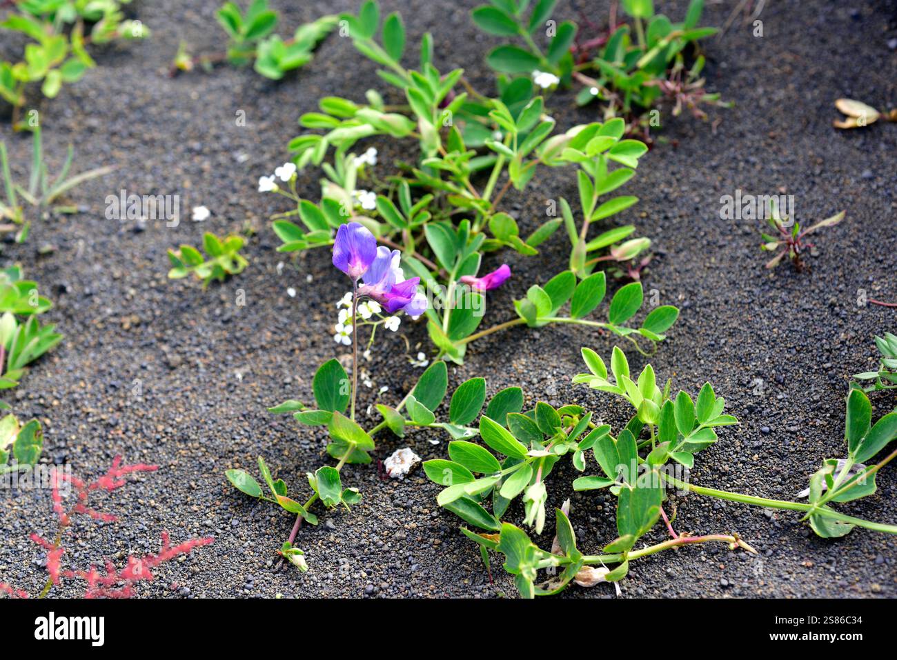 Beach pea (Lathyrus japonicus maritimus) is a perennial herb native to ...