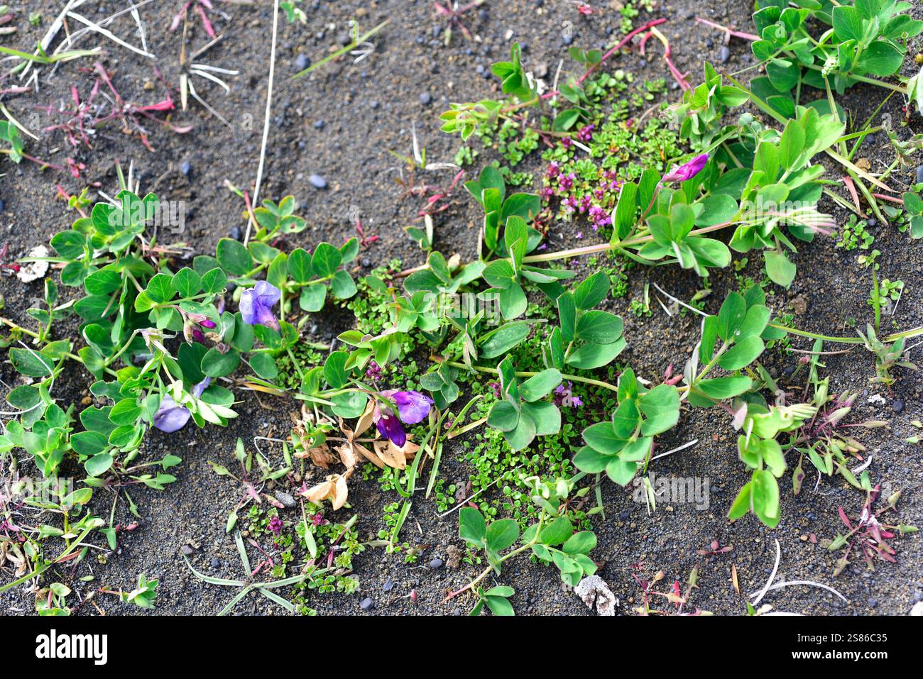 Beach pea (Lathyrus japonicus maritimus) is a perennial herb native to ...