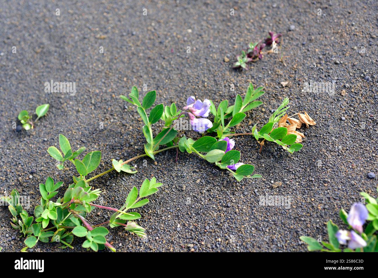Beach pea (Lathyrus japonicus maritimus) is a perennial herb native to ...