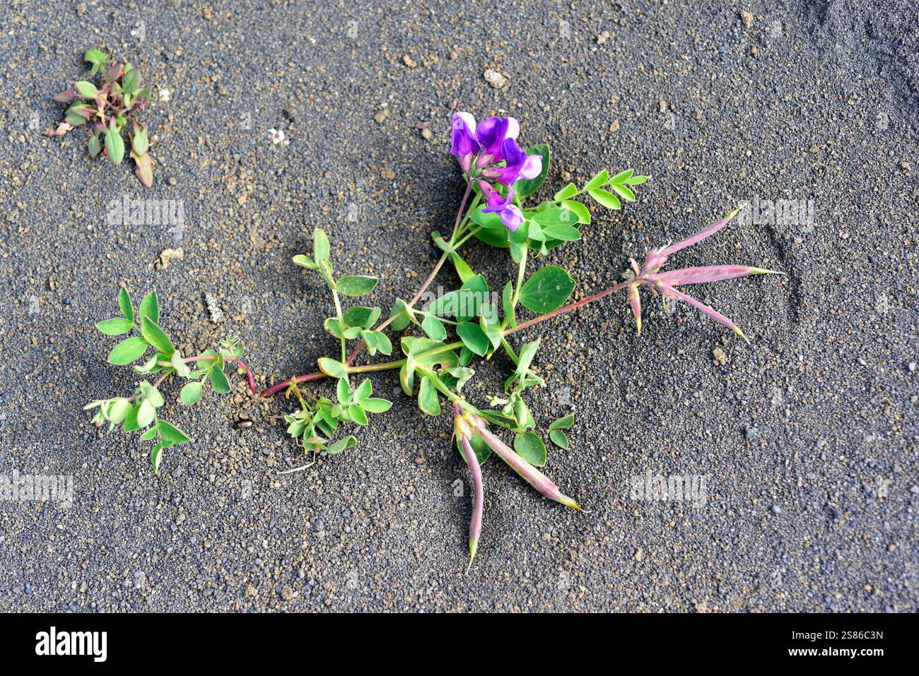 Beach pea (Lathyrus japonicus maritimus) is a perennial herb native to ...