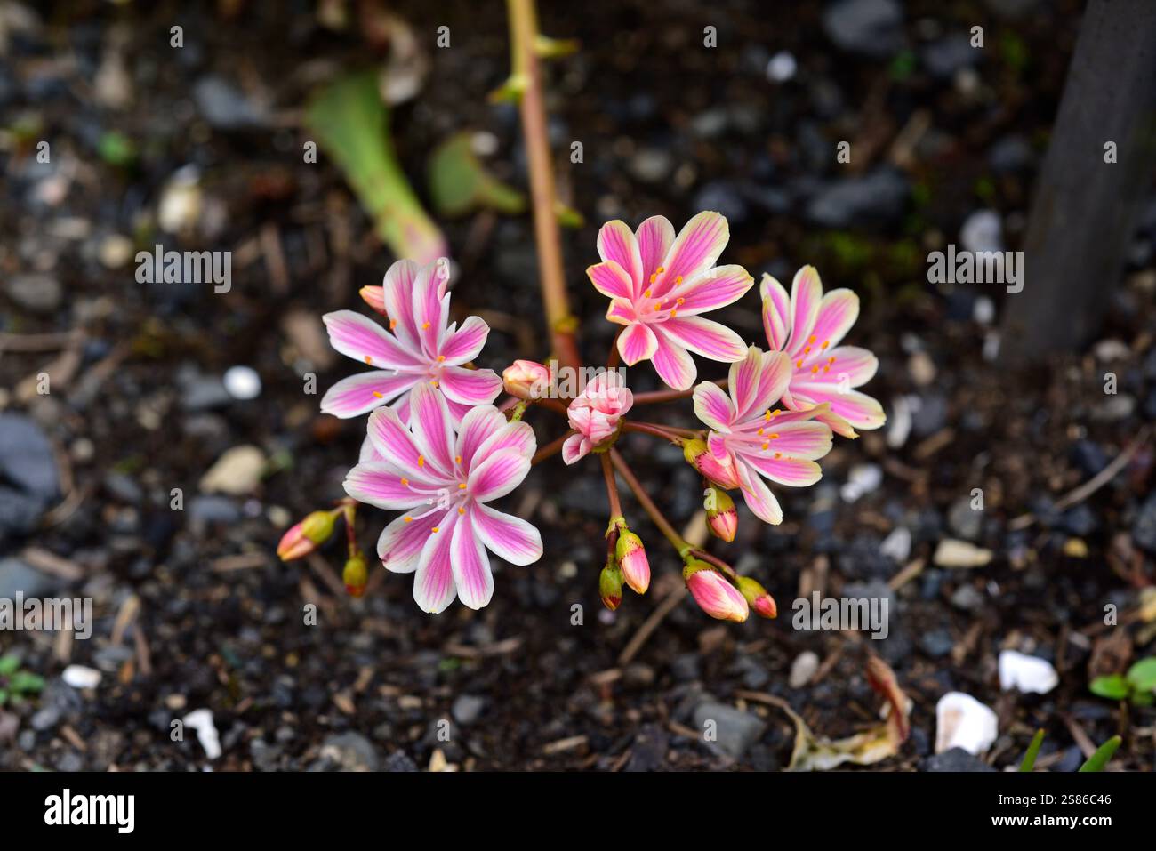 Siskiyou lewisia (Lewisia cotyledon) is a perennial plant native to ...