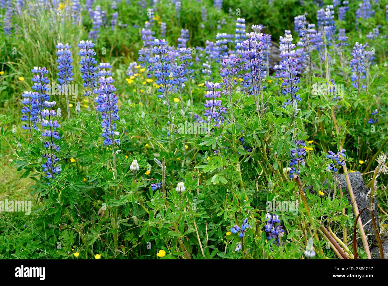 Nootka lupinus (Lupinus nootkatensis) is a perennial herb native to ...