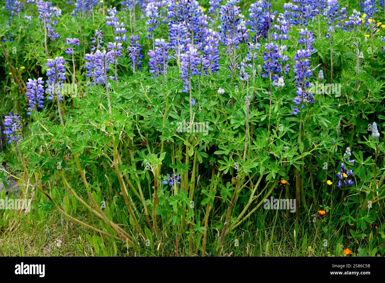 Nootka lupinus (Lupinus nootkatensis) is a perennial herb native to ...