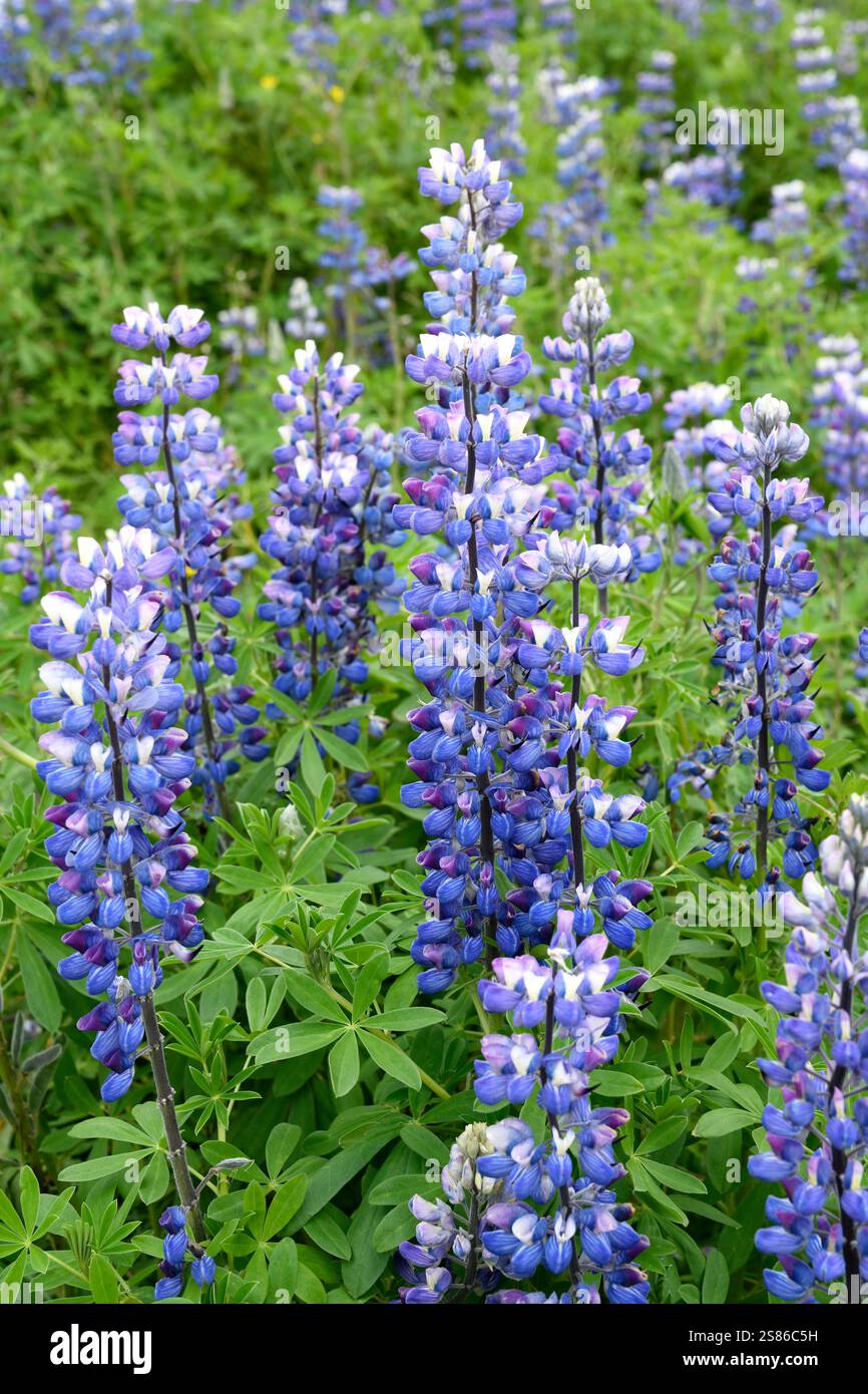 Nootka lupinus (Lupinus nootkatensis) is a perennial herb native to ...