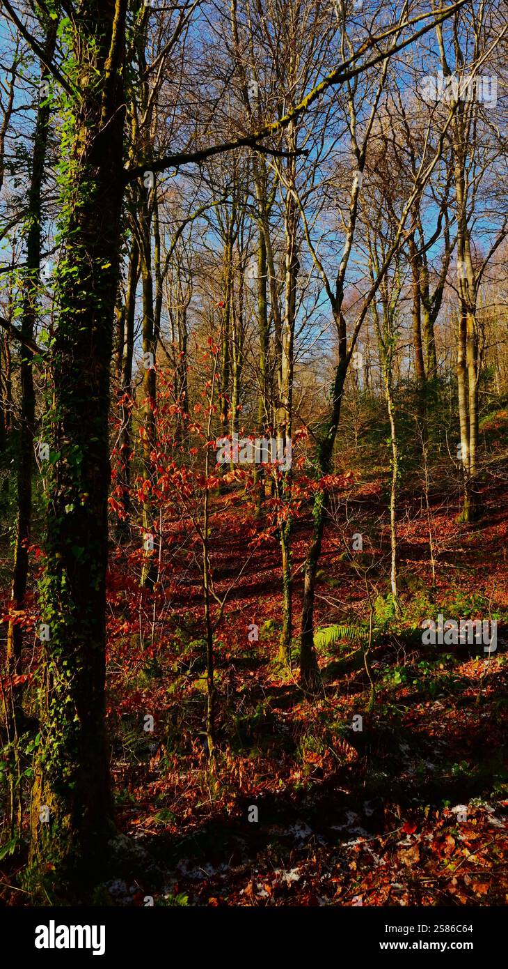 Hardwoods in the Dyfi Forest in winter with winter sunshine and blue ...