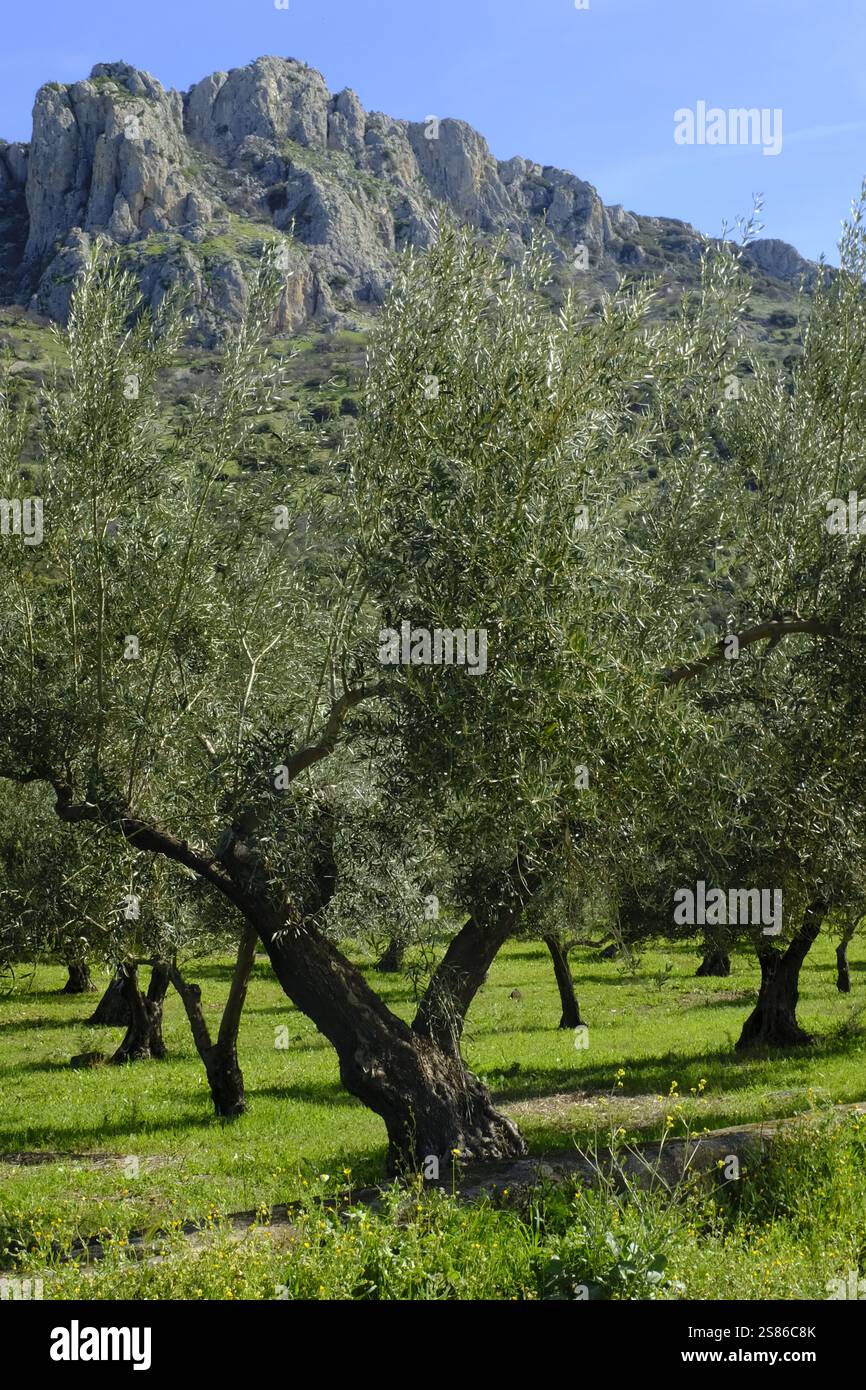 Olive trees spain hi-res stock photography and images - Alamy