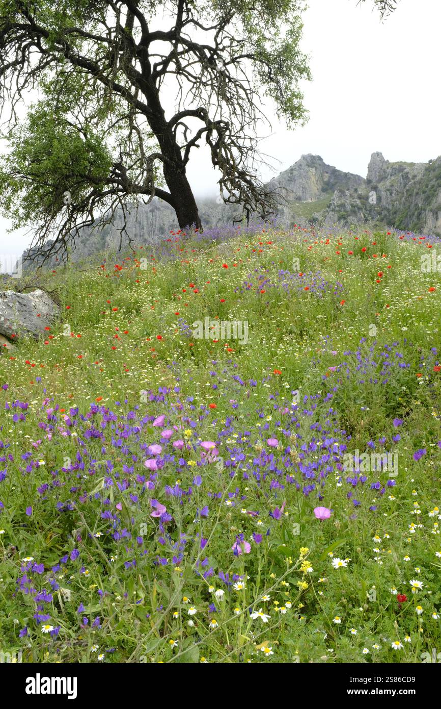 Purple wild flowers on a stony hillside in spring, La Sierra Subbetica ...